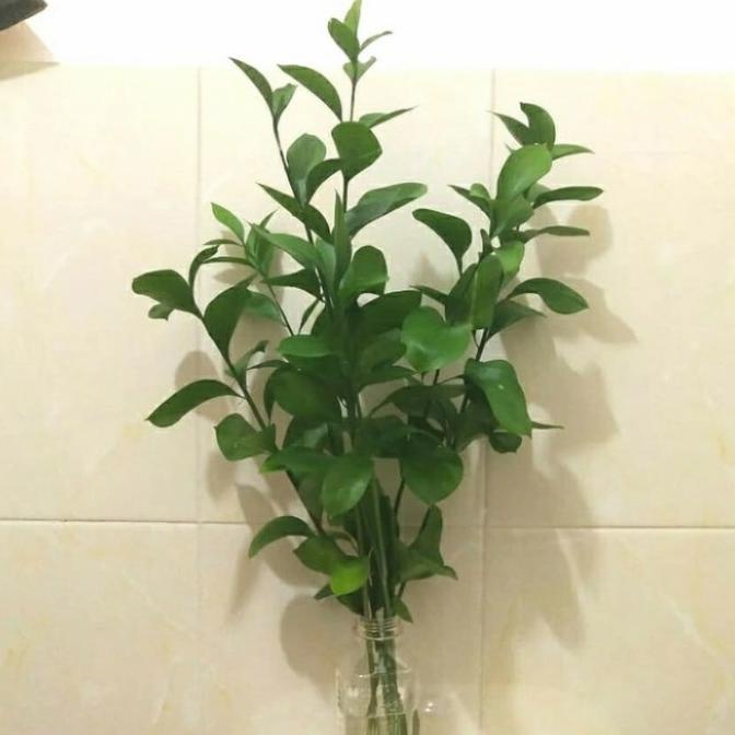 Jual New Daun Ruskus 10 Tangkai Asli Segar | Shopee Indonesia