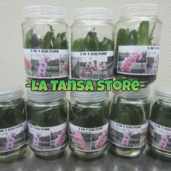 Jual BIBIT BOTOLAN ANGGREK BULAN - PHALAENOPSIS ORIGINAL | Shopee Indonesia