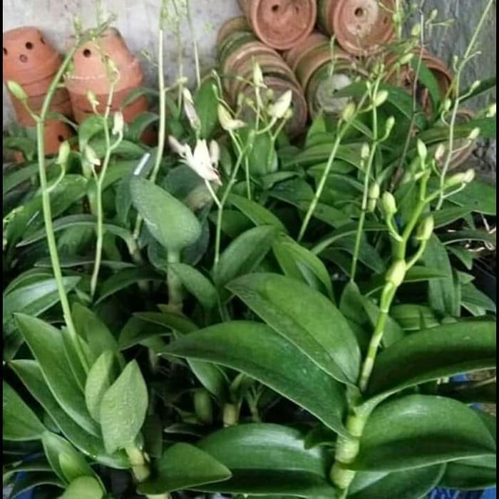 Jual PAKET ANGGREK KNOP 5 PLANT ORIGINAL | Shopee Indonesia