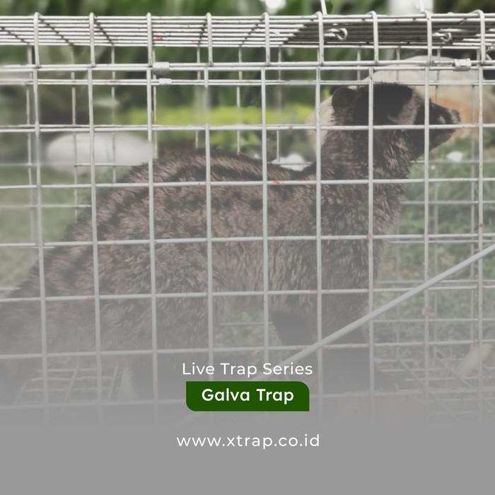 Jual Perangkap Kucing Liar Dan Musang Galva Trap | Shopee Indonesia