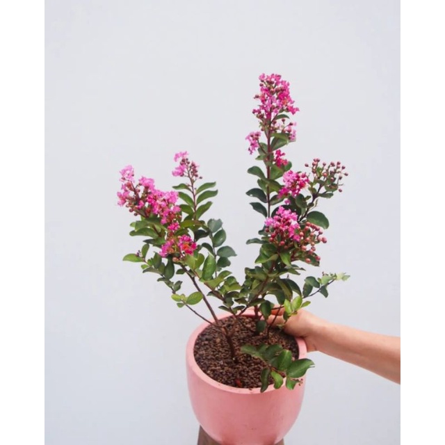 Jual Tanaman Hidup Sakura Lokal Bunga Pink ( Sakura Micro Japan Prokar ...