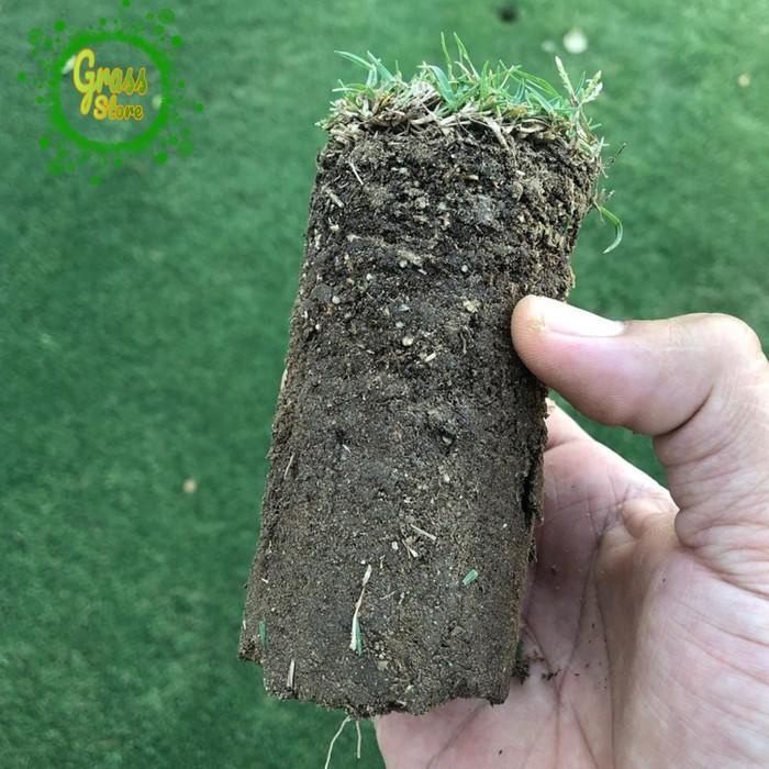 Jual Benih biji rumput zoysia japonica lapangan sepakbola internasional ...