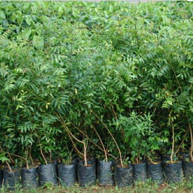 Jual Bibit Tanaman Paket 10 Bibit pohon Mimba (Intaran) | Shopee Indonesia