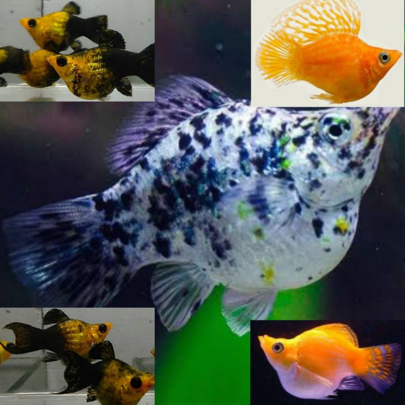 Jual MOLLY BALON 3 WARNA isi 10 | Shopee Indonesia
