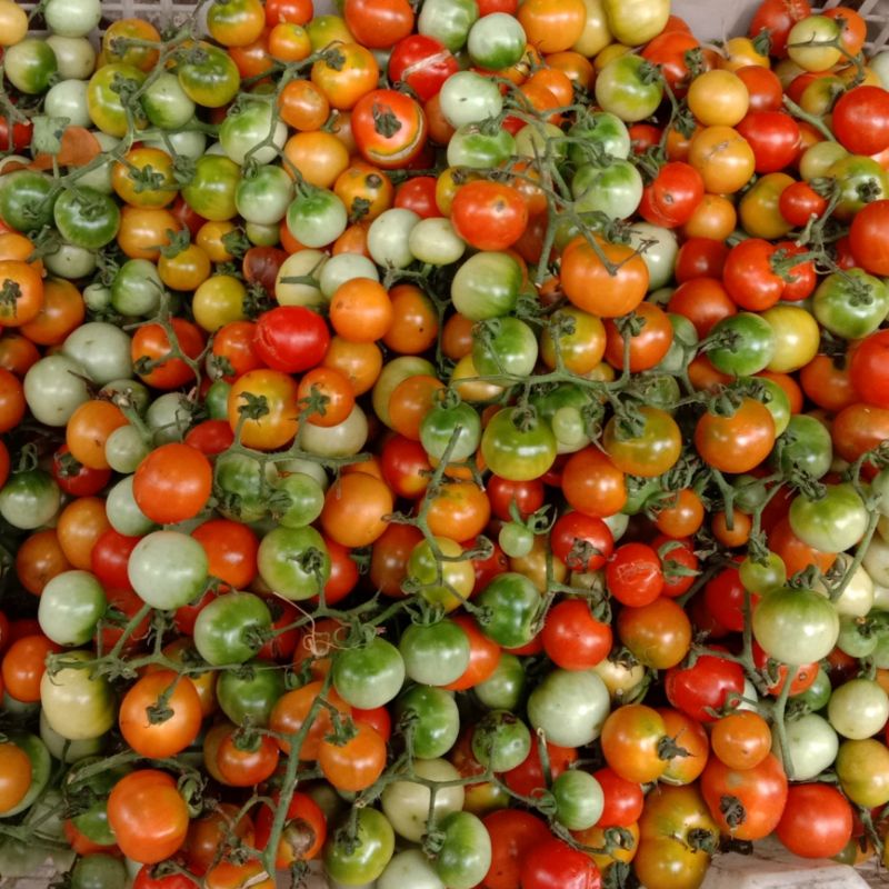 Jual Tomat Rampai Kecil Buah Segar 600 g | Hasil Lampung | Shopee Indonesia