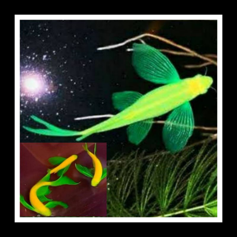 Jual PAKET DANIO SLAYER HIJAU RANDOM isi 10 | Shopee Indonesia