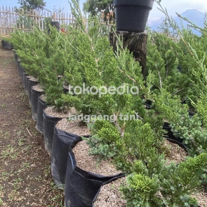 Jual bibit tanaman cemara hias sinensis hijau jumbo tinggi 60 cm ...