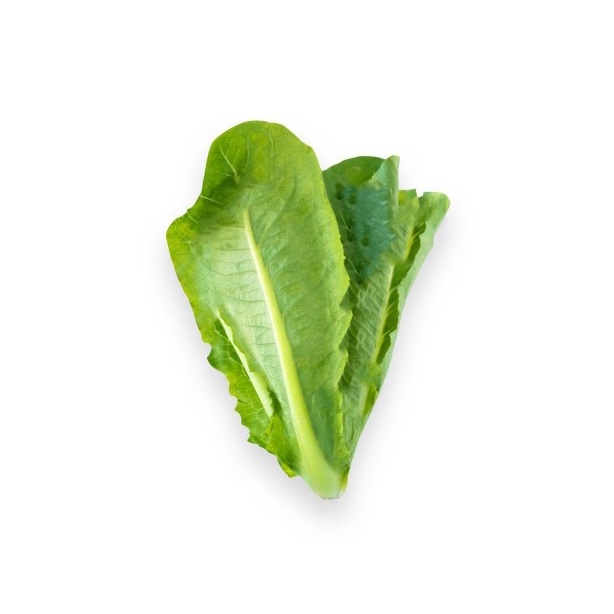 Jual Selada Romaine / Romaine Lettuce Organik 200gr-JktBar | Shopee ...