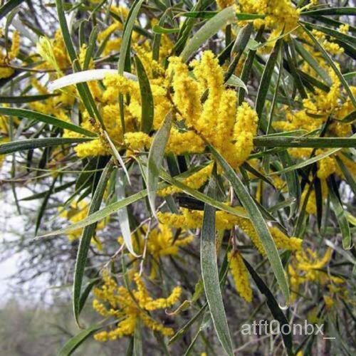 Jual Acacia acuminata - Raspberry Jam Wattle Australian Native 100 ...
