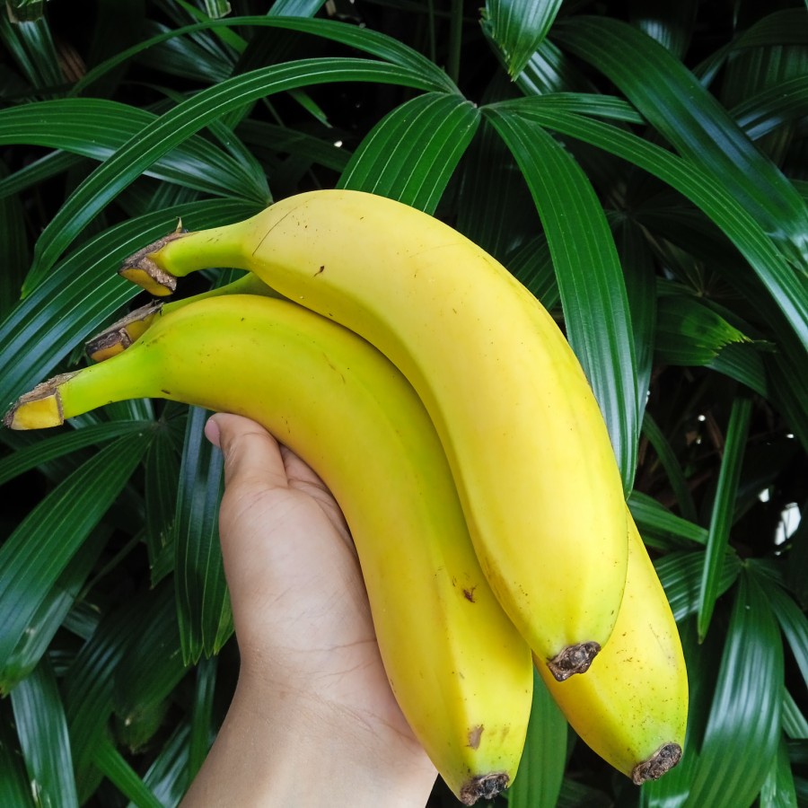 Jual Pisang Cavendish Sunpride 1 kg | Shopee Indonesia