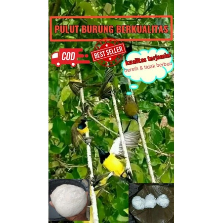 Jual pulut burung berkualitas 100g | Shopee Indonesia