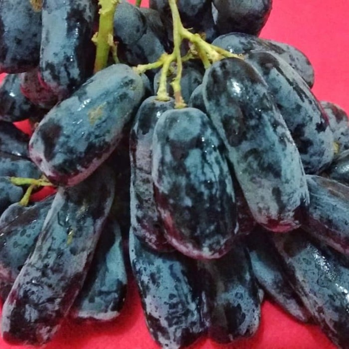 Jual moondrops ( anggur jari) | Shopee Indonesia
