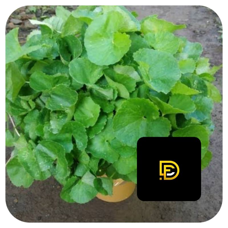 Jual Daun pegagan segar petik langsung 1 kg | Shopee Indonesia