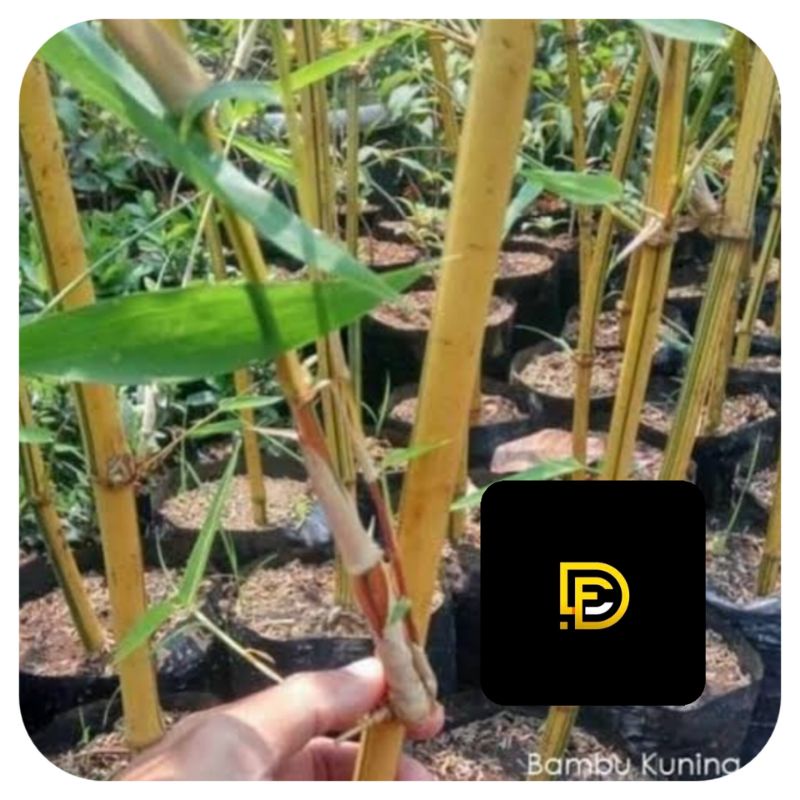 Jual Bibit bambu kuning mini super bambu hias | Shopee Indonesia