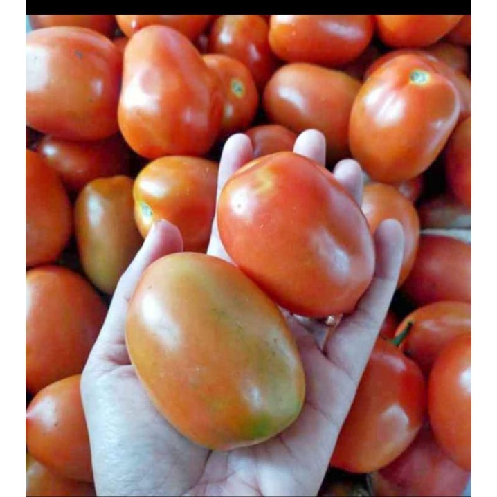 Jual tomat segar 1kg | Shopee Indonesia