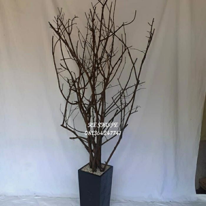 Jual MUST HAVE!! POHON RANTING KAYU JAMBU ASLI TERBARU | Shopee Indonesia