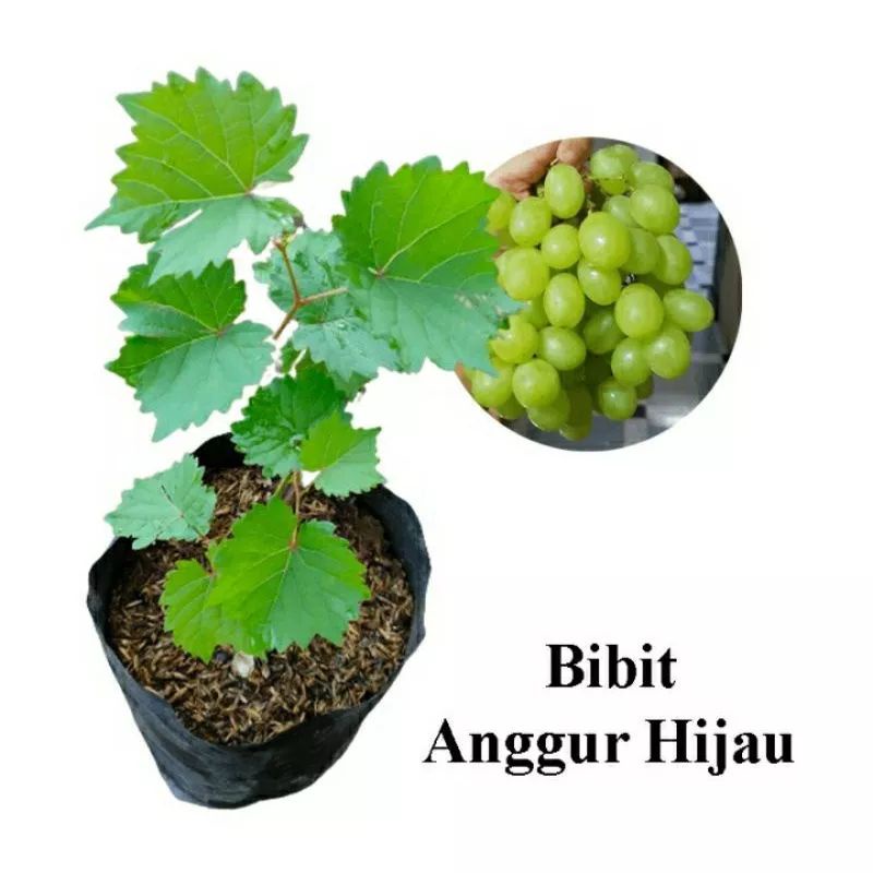 Jual bibit tanaman anggur hijau super genjah cepat berbuah bisa di ...