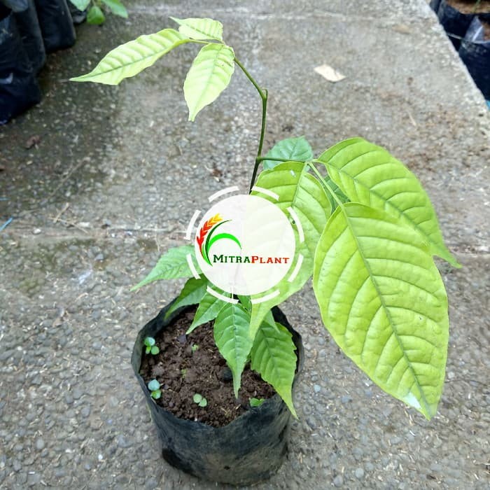 Jual Bibit Pohon Kecapi - Buah Kecapi - Tanaman Sentul Buahnya Orang ...