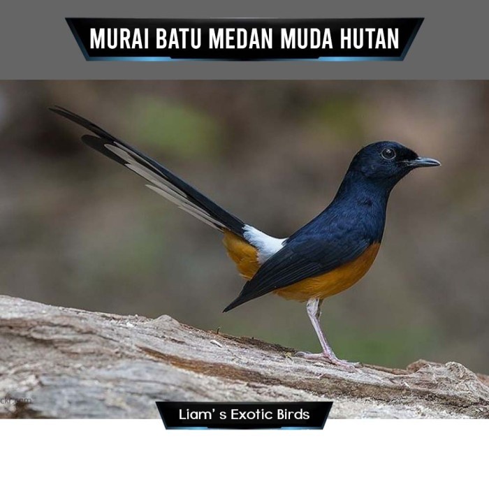 Jual Burung Murai Batu Medan Muda Hutan Jantan Ekor Panjang | Shopee ...