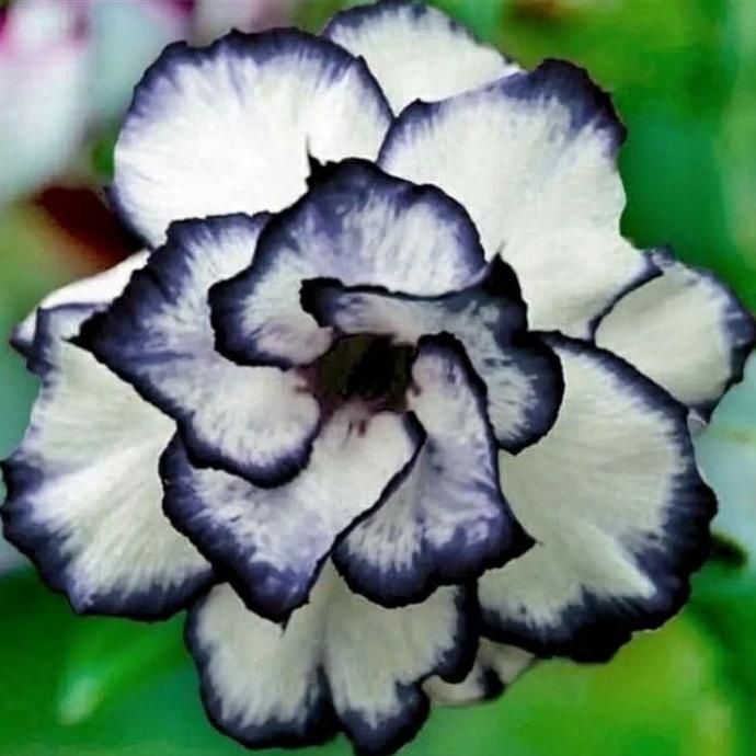 Jual Populer Bibit Bunga Kamboja Adenium Rare Black Desert Rose Erp ...