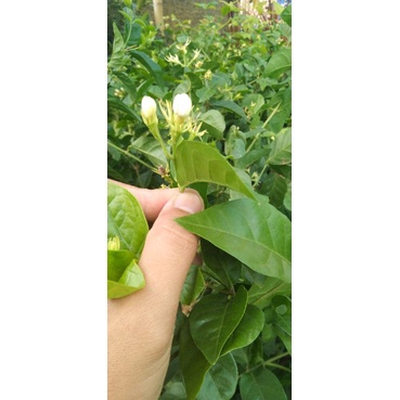Jual MELATI PUTIH UKURAN DEWASA / JASMINUM SAMBAC | Shopee Indonesia