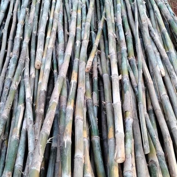 Jual Bambu Tiang Bendera Umbul Umbul Paketan Isi 30 Batang ...