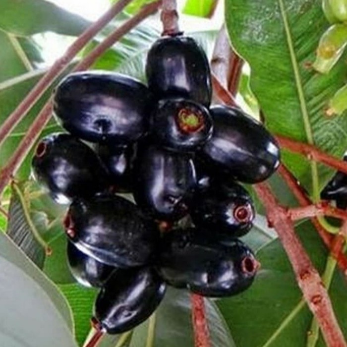 Jual bibit pohon Jamblang hitam - buah Jamblang Duwet/jambu kling ...