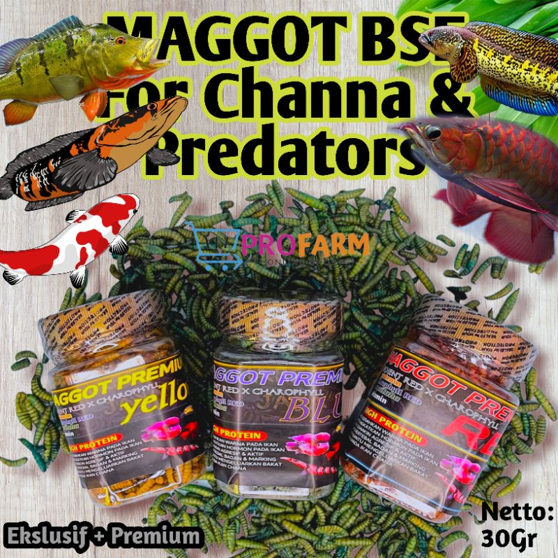 Jual MAGGOT KERING BSF Booster Warna + Protein Pakan Ikan Channa ...