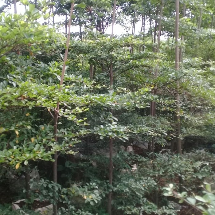 Jual POHON KETAPANG KENCANA 2 METER. DAUN RIMBUN ORIGINAL | Shopee ...