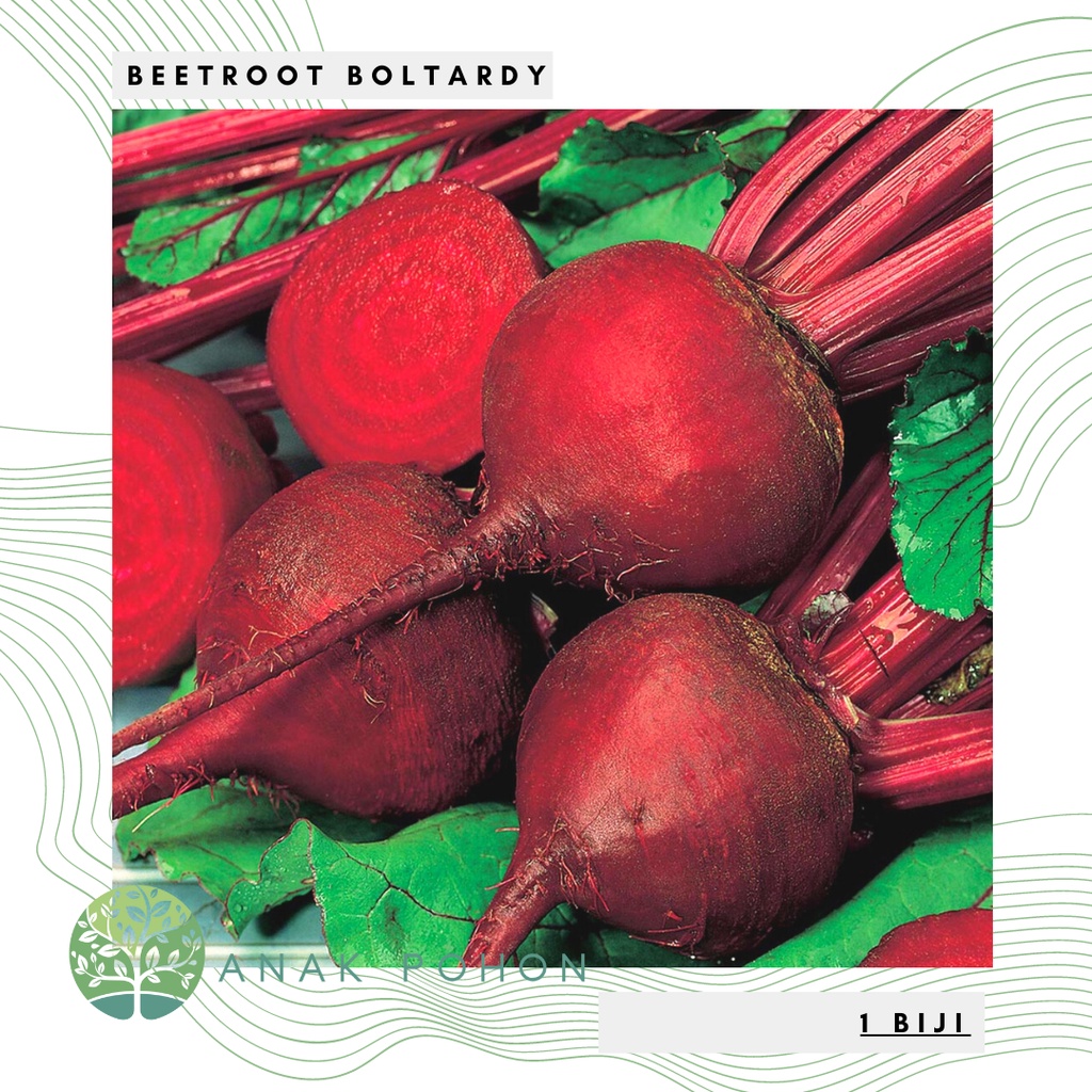 Jual Benih Bibit Biji - Beetroot Boltardy Buah Bit Merah Beet Seeds ...