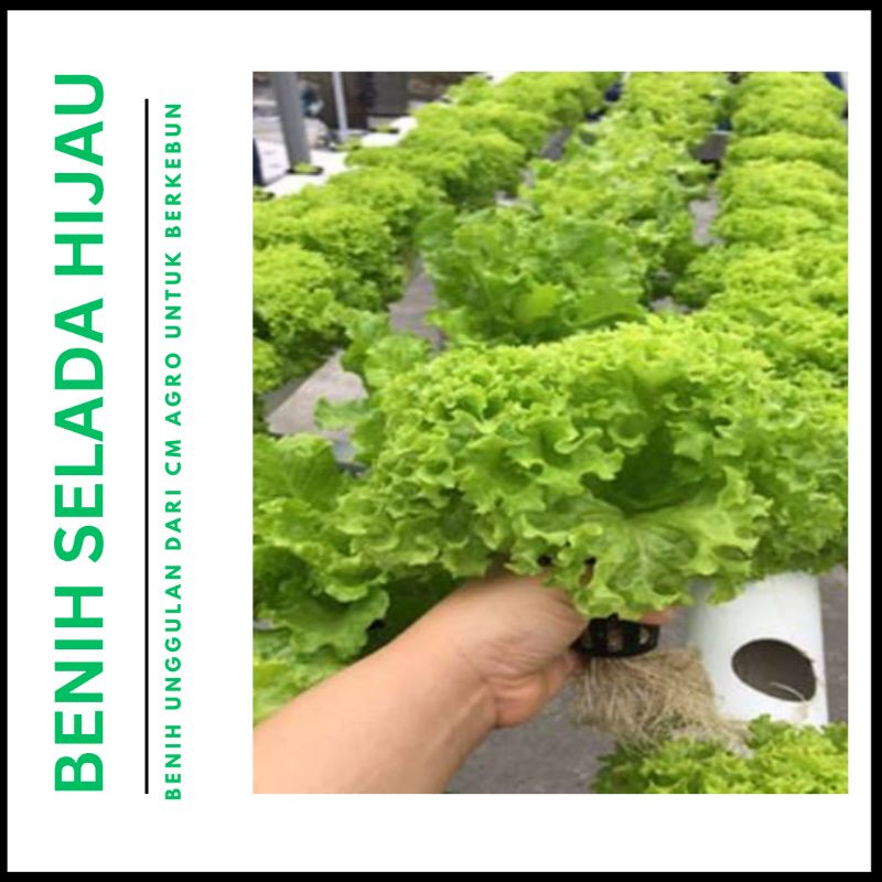Jual Benih Selada Hijau Berkualitas | Shopee Indonesia
