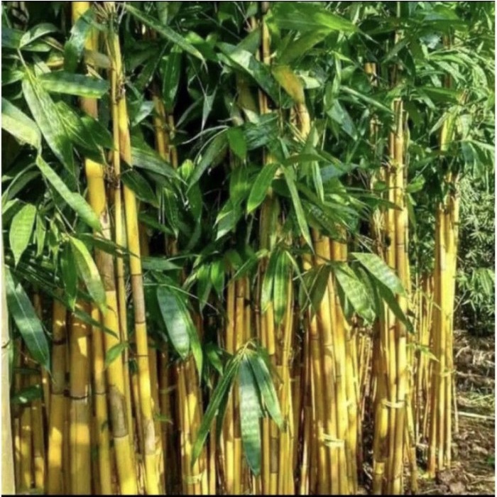 Jual Tanaman Bambu kuning - pohon bambu panda - bambu kuning - bibit ...
