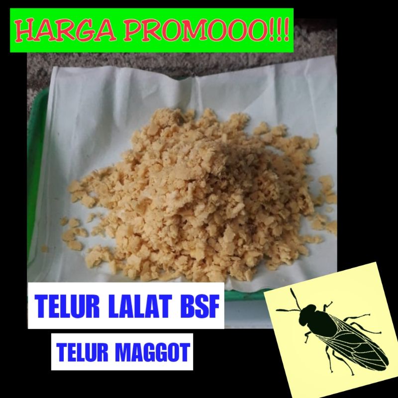Jual TELUR MURAH!!! [15GRAM] TELUR BSF Telur Maggot Berkualitas ...