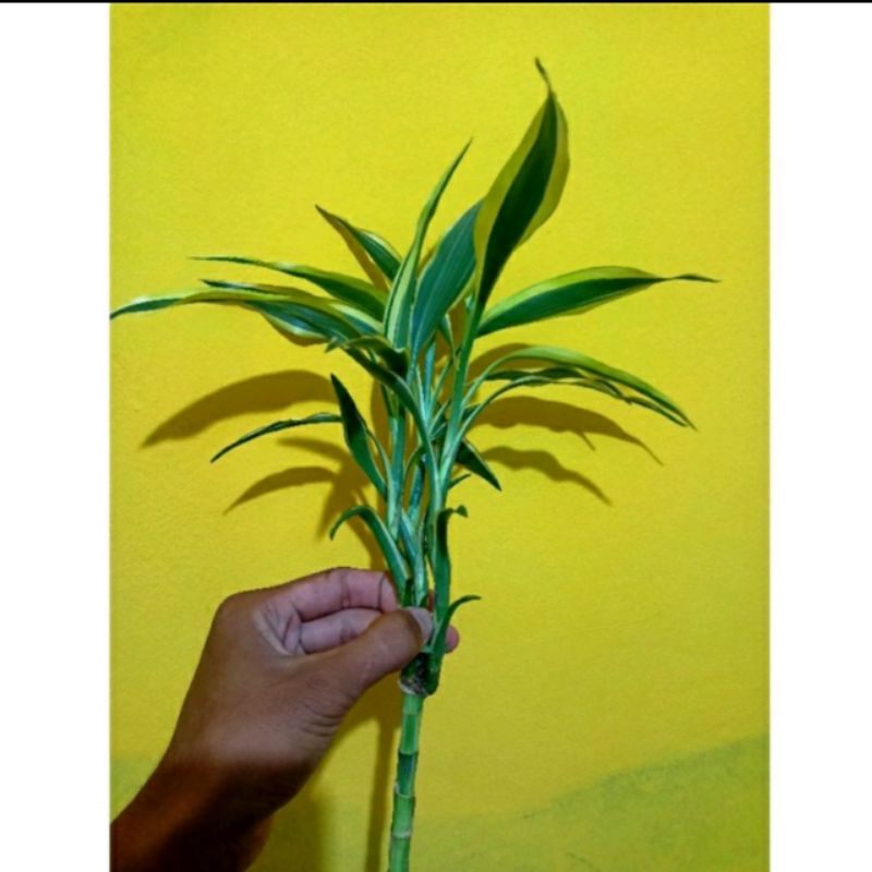 Jual stek tanaman bambu hoki varigata 2pcs | Shopee Indonesia