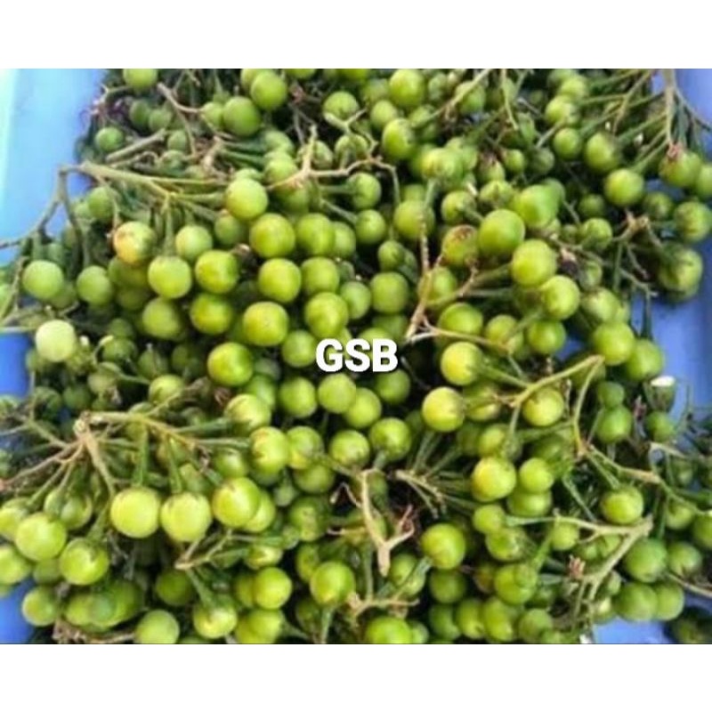 Jual Buah cepokak buah takokak segar 1 kg | Shopee Indonesia