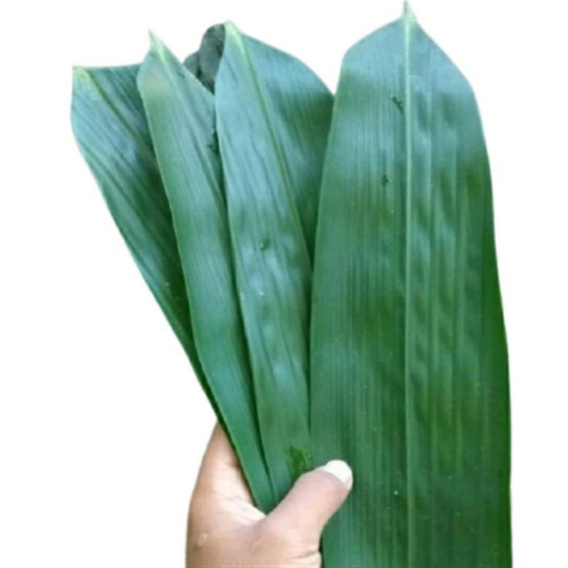 Jual 100 lembar daun bambu ukuran jumbo bungkus bacang dll | Shopee ...