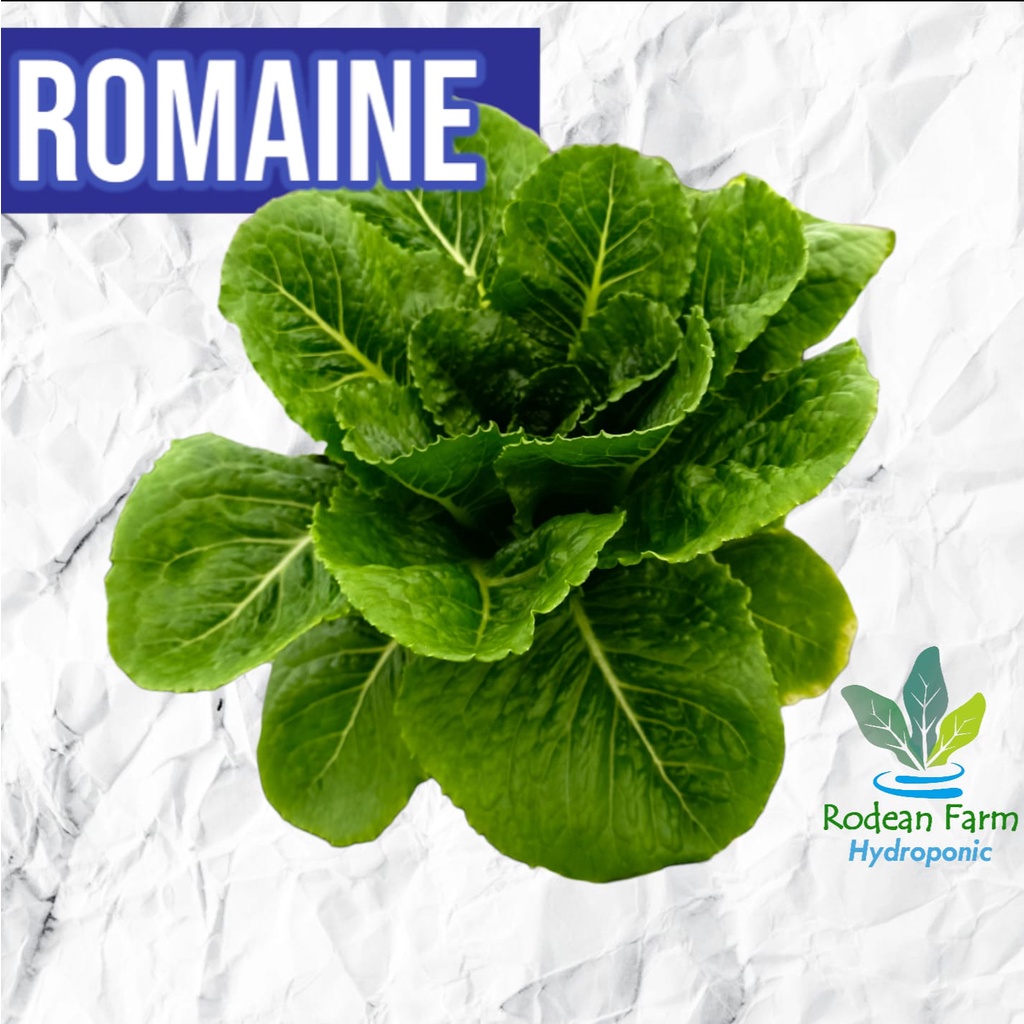 Jual Sayur Selada Romaine 250 gr Segar Hidroponik Romaine Lettuce | Shopee Indonesia