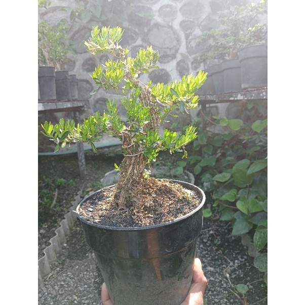 Jual tanaman bonsai boxus mame sudah jadi siap pajang | Shopee Indonesia