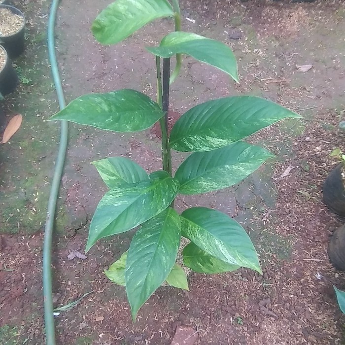 Jual PROMO!!! TANAMAN HIAS MONSTERA FORAMINIFERA VARIEGATA / DUDA ...