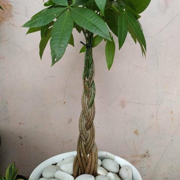 Jual New Tanaman Hias Pachira Kepang 9 Money Tree | Shopee Indonesia