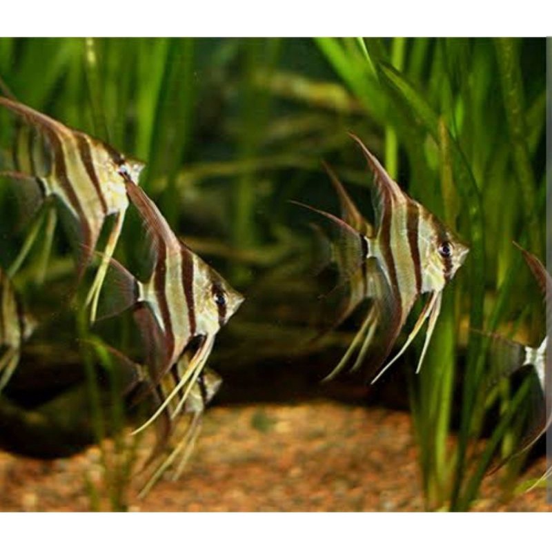 Jual Ikan hias manfish altum aquascape | Shopee Indonesia