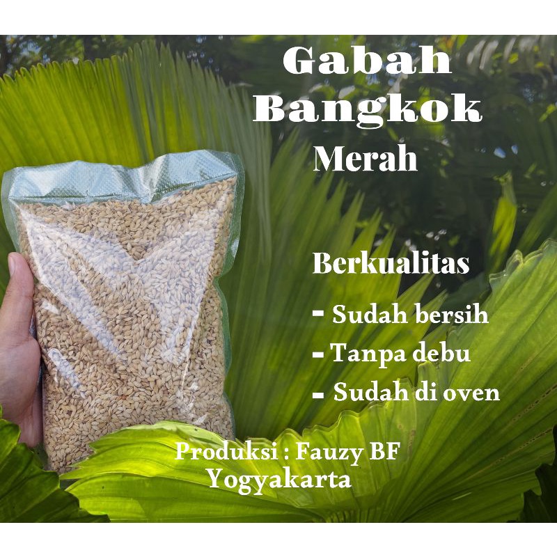Jual Gabah bangkok Merah 1kg sudah di oven | Shopee Indonesia