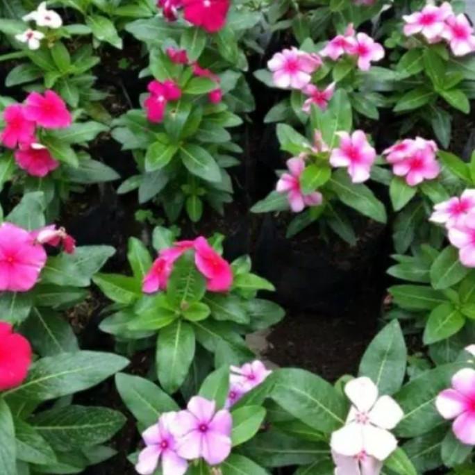 Jual Terbaru Paket Tanaman Hias 4Jenis Bunga Vinca-Bunga Tapak Dara ...