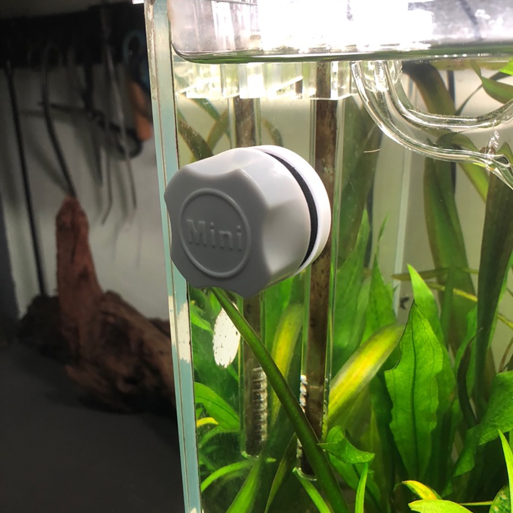 Jual Sikat Magnet Mini Akuarium Alga Pengikis Tangki Sikat Alga Mini ...