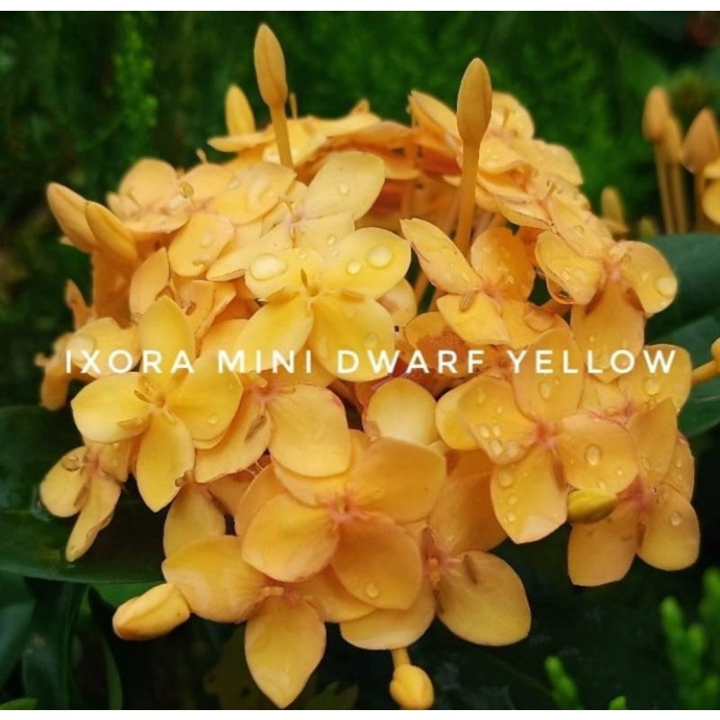 Jual BUNGA ASOKA HAWAI KUNING / ASOKA KUNING DAUN BESAR | Shopee Indonesia