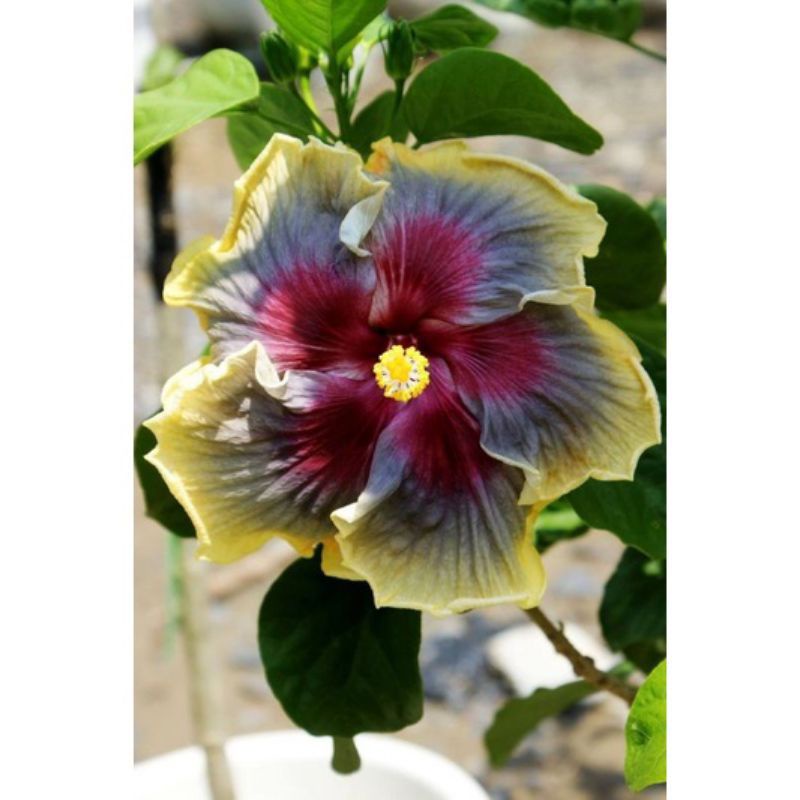 Jual NEW!!! TANAMAN HIAS HIBISCUS BUNGA KEMBANG SEPATU//UNGU JINDA ...