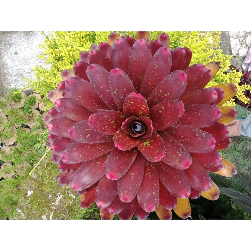 Jual Tanaman bromelia mawar merah/oeser black forest besar | Shopee ...