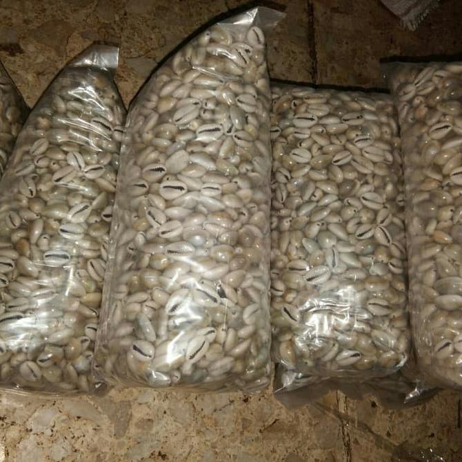Jual #####] Biji congklak Kerang Asli kiloan 1 kg | Shopee Indonesia
