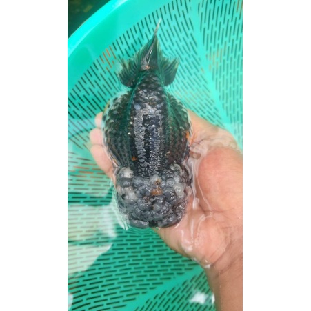 Jual Rancu Black Jumbo | Shopee Indonesia