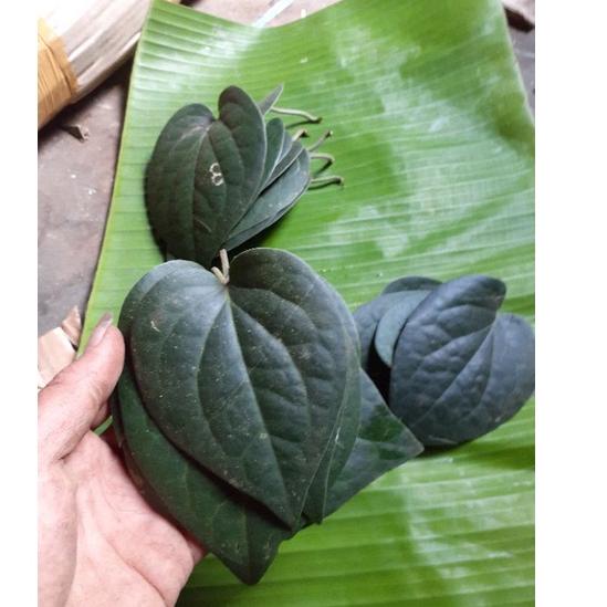 Jual Harga Terbaik Daun sirih hitam asli hutan 50 lembar | Shopee Indonesia